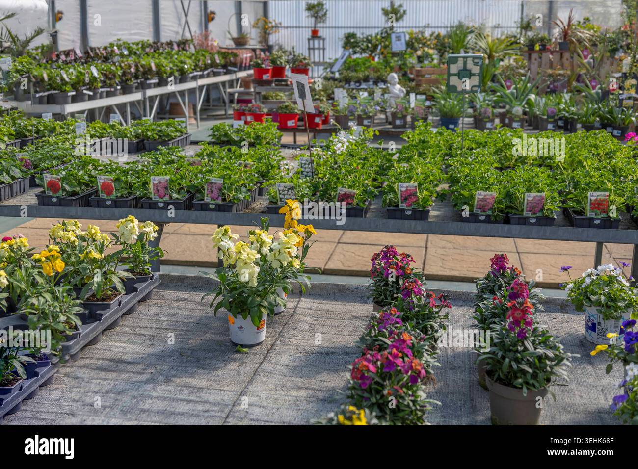 Potted wallflowers Erysimum in yellow, purple, and white are arranged ...