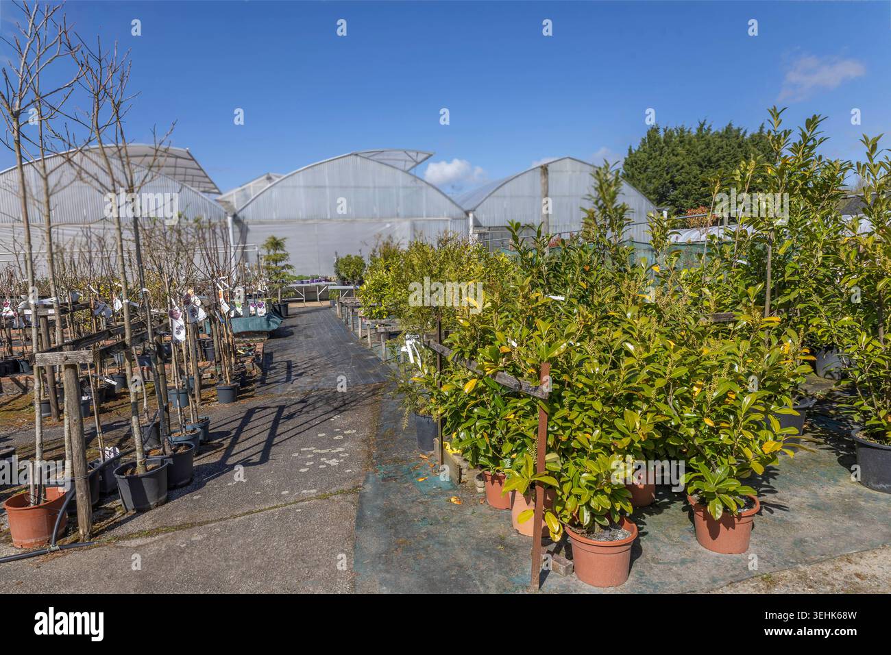 Potted cherry laurel Prunus laurocerasus and deciduous saplings are ...