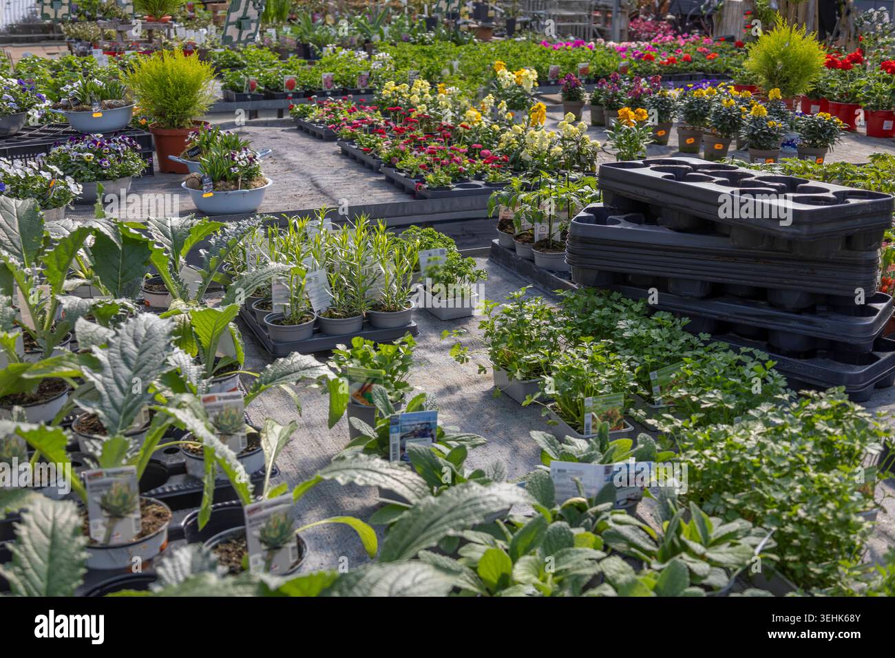 A variety of potted plants, including pansies, rosemary, and parsley ...