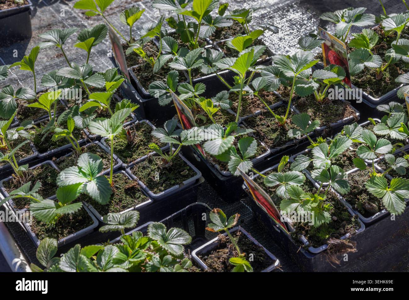 Strawberry plants grow in black plastic seedling trays placed on a ...