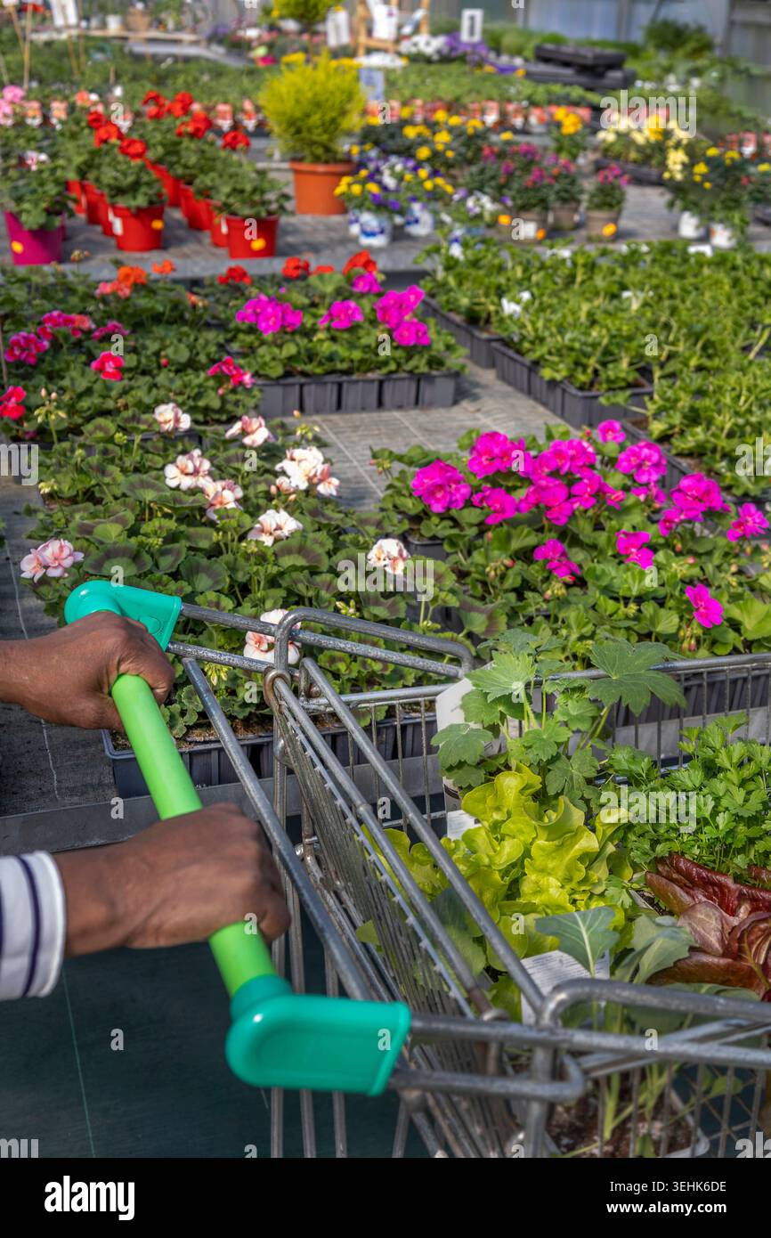 A person pushes a shopping cart containing lettuce and parsley. In the ...