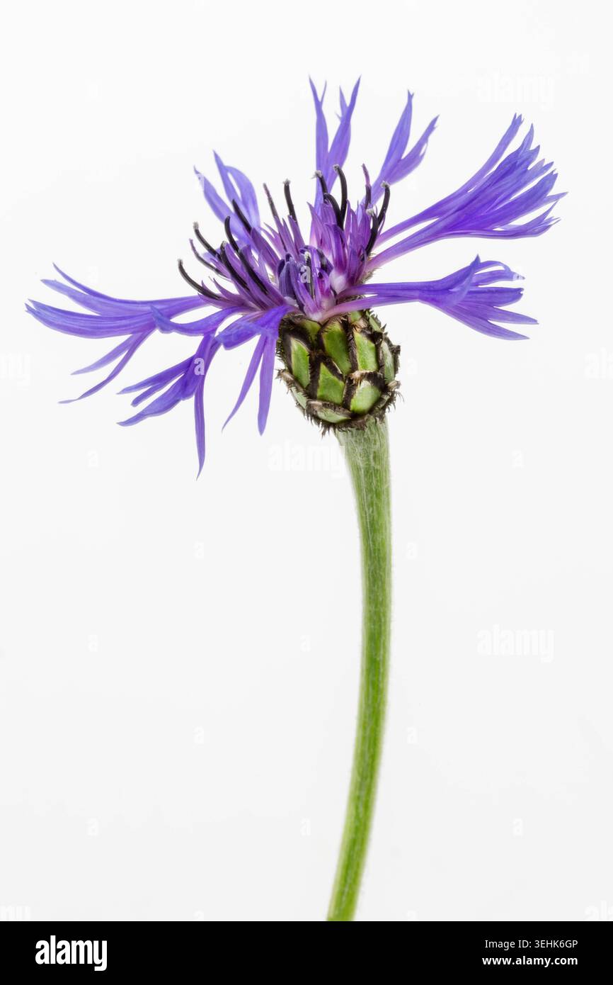 A single cornflower Centaurea cyanus flower with purple petals, a green ...