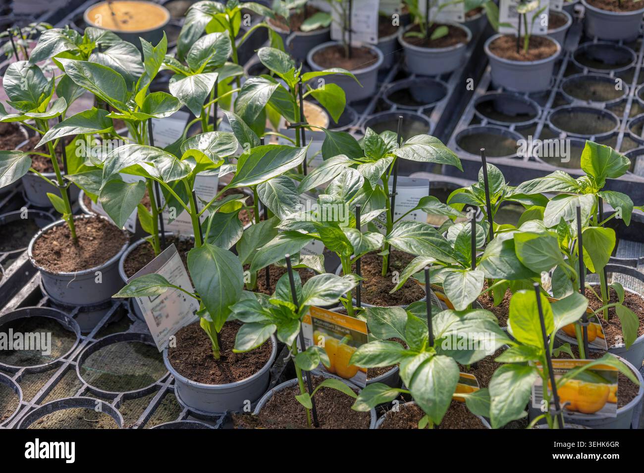 Pepper seedlings grow in grey plastic pots held by a black plastic tray ...