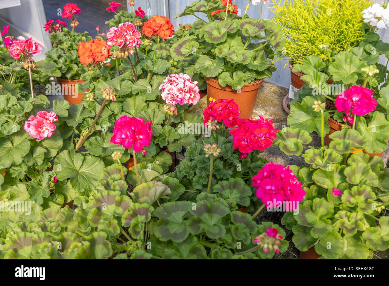 Several potted Geraniums Pelargonium with red, pink, and orange flowers ...