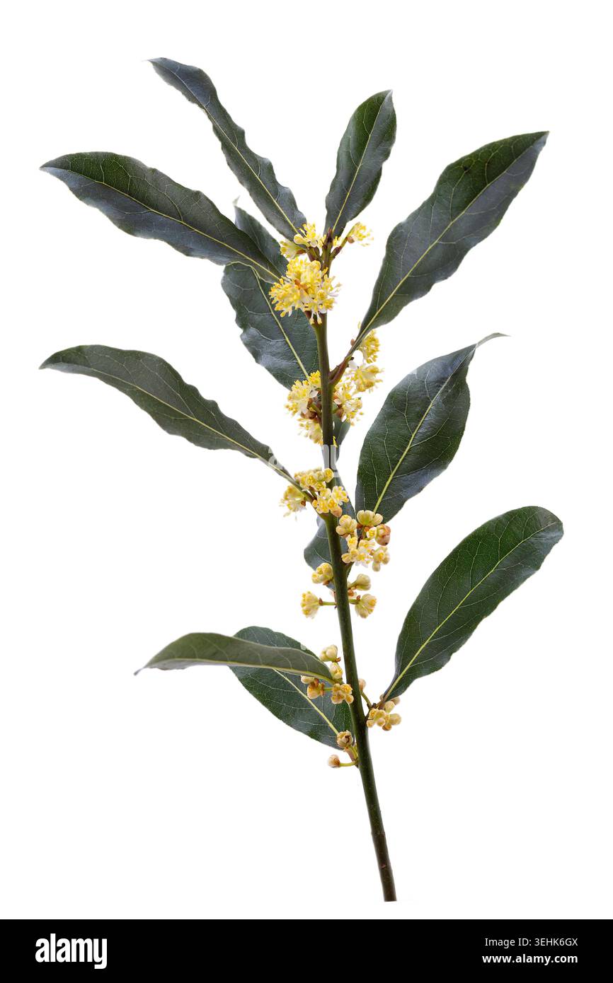 A branch of bay laurel Laurus nobilis with dark green, elliptical ...