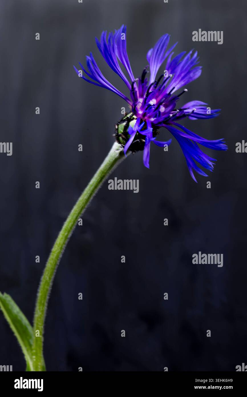 A cornflower Centaurea cyanus with blue petals and a green stem is ...