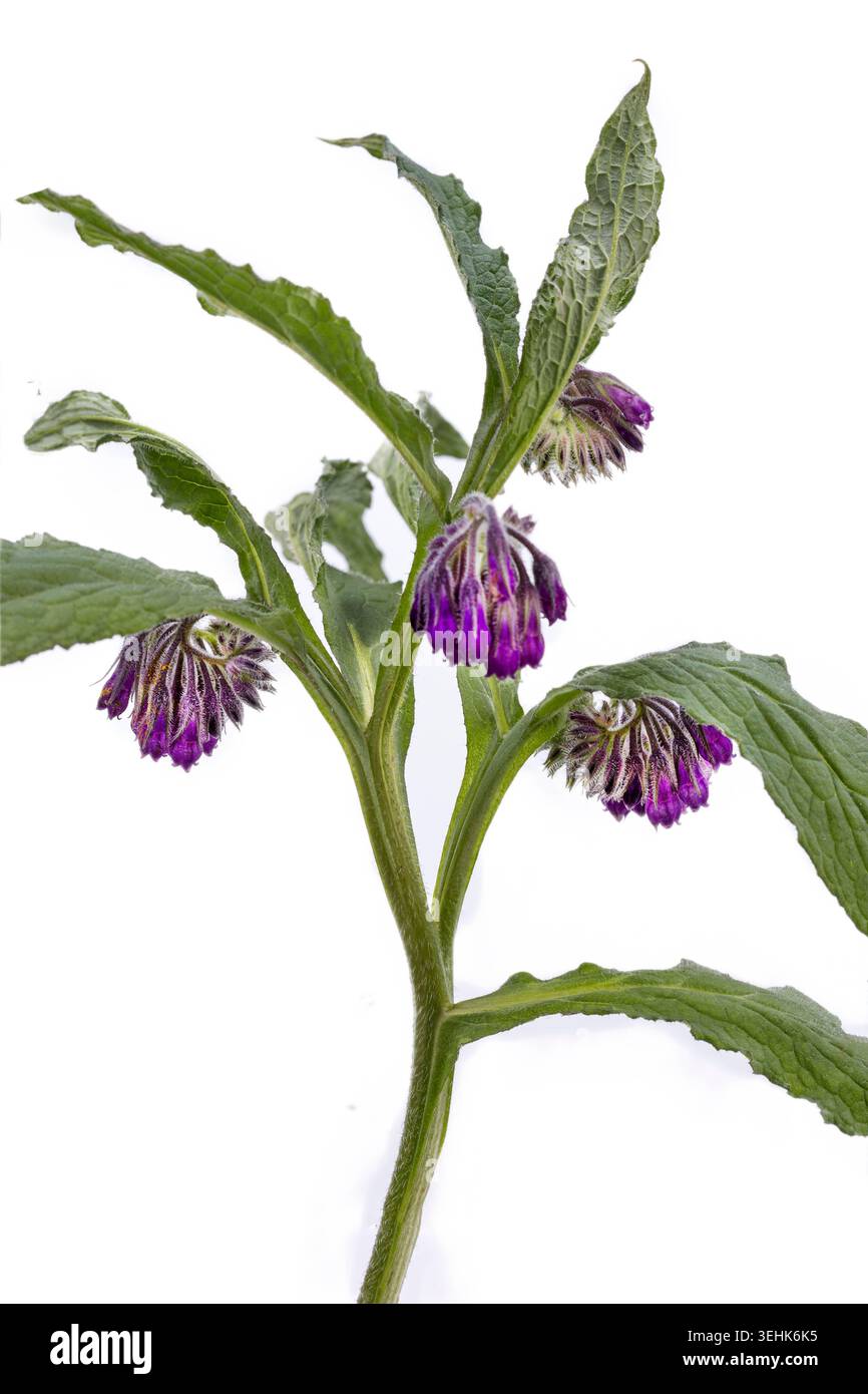 A stem of Comfrey Symphytum officinale with green, textured leaves and ...