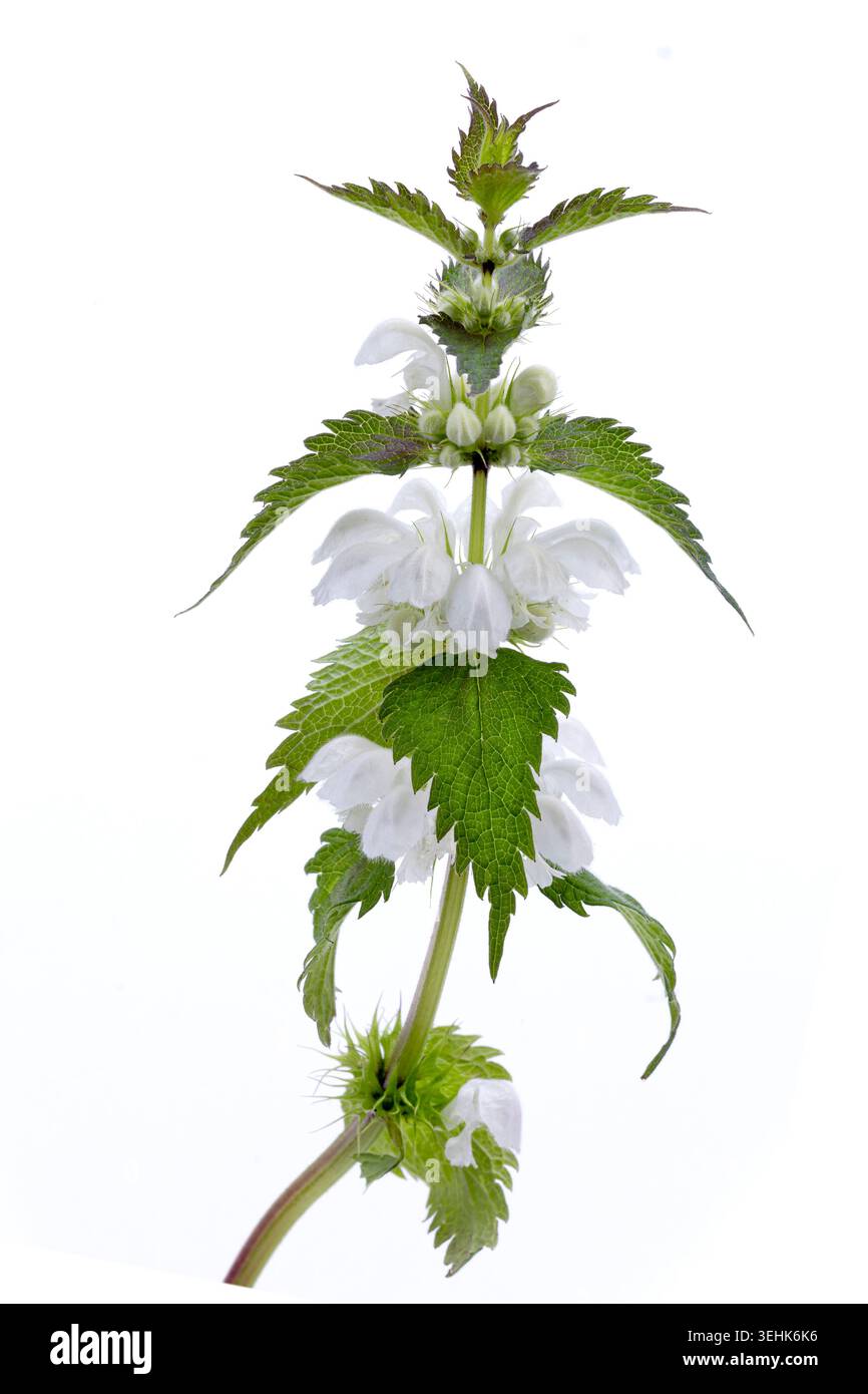 A white dead-nettle Lamium album featuring a square stem, serrated ...
