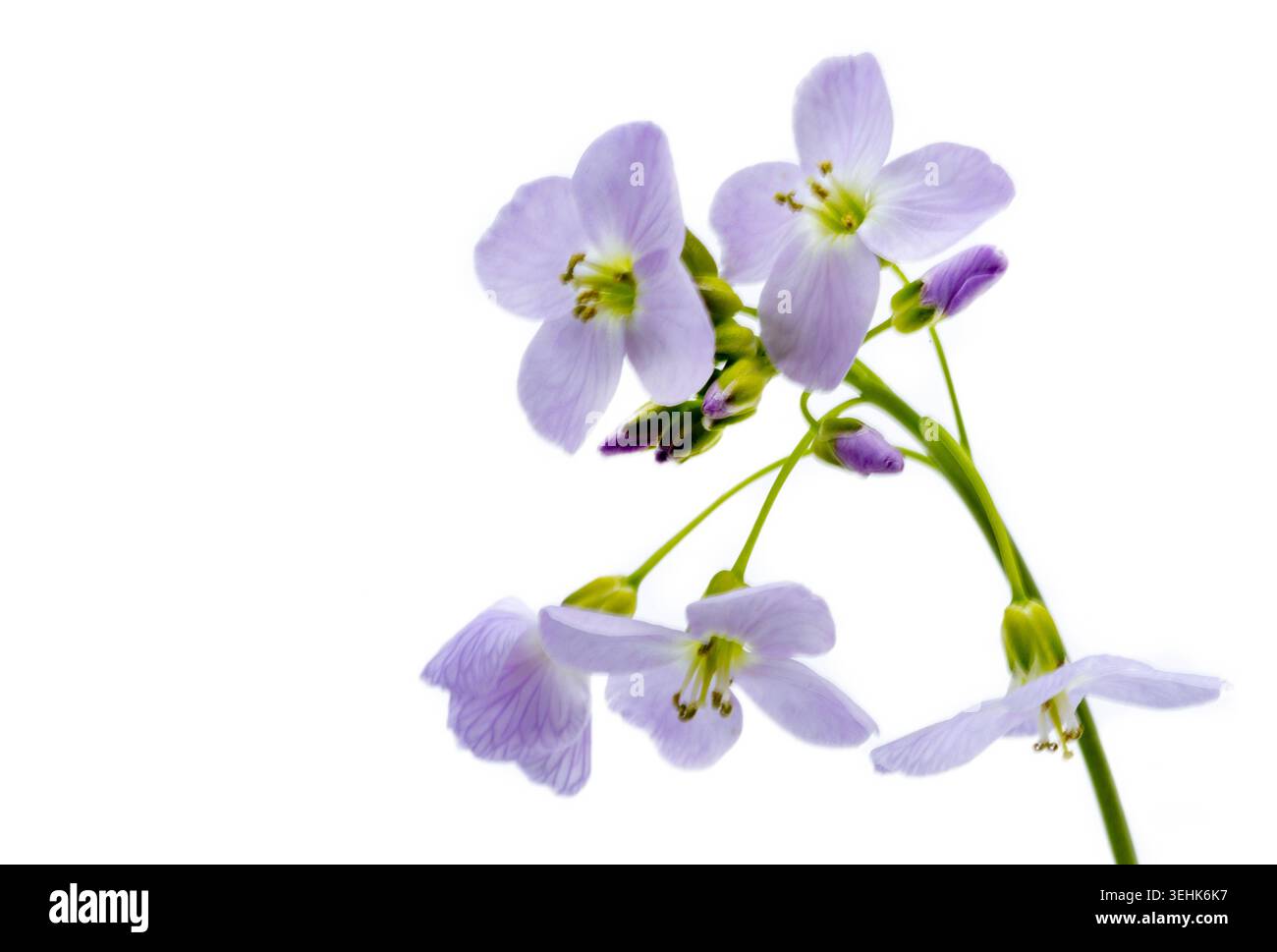 A stem of Cuckoo flower Cardamine pratensis with light purple petals ...
