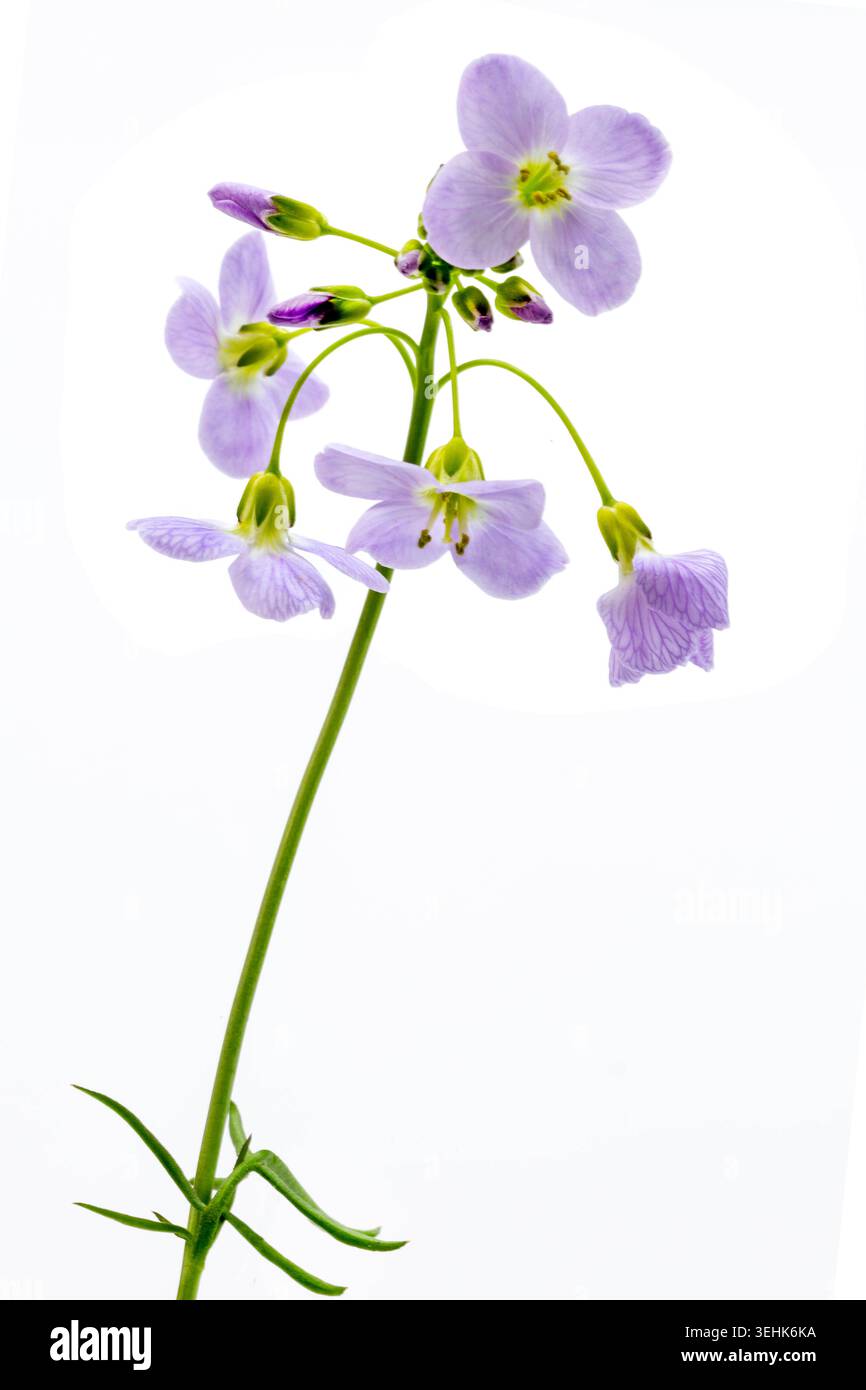 A stem of Cuckoo flower Cardamine pratensis with several light purple ...