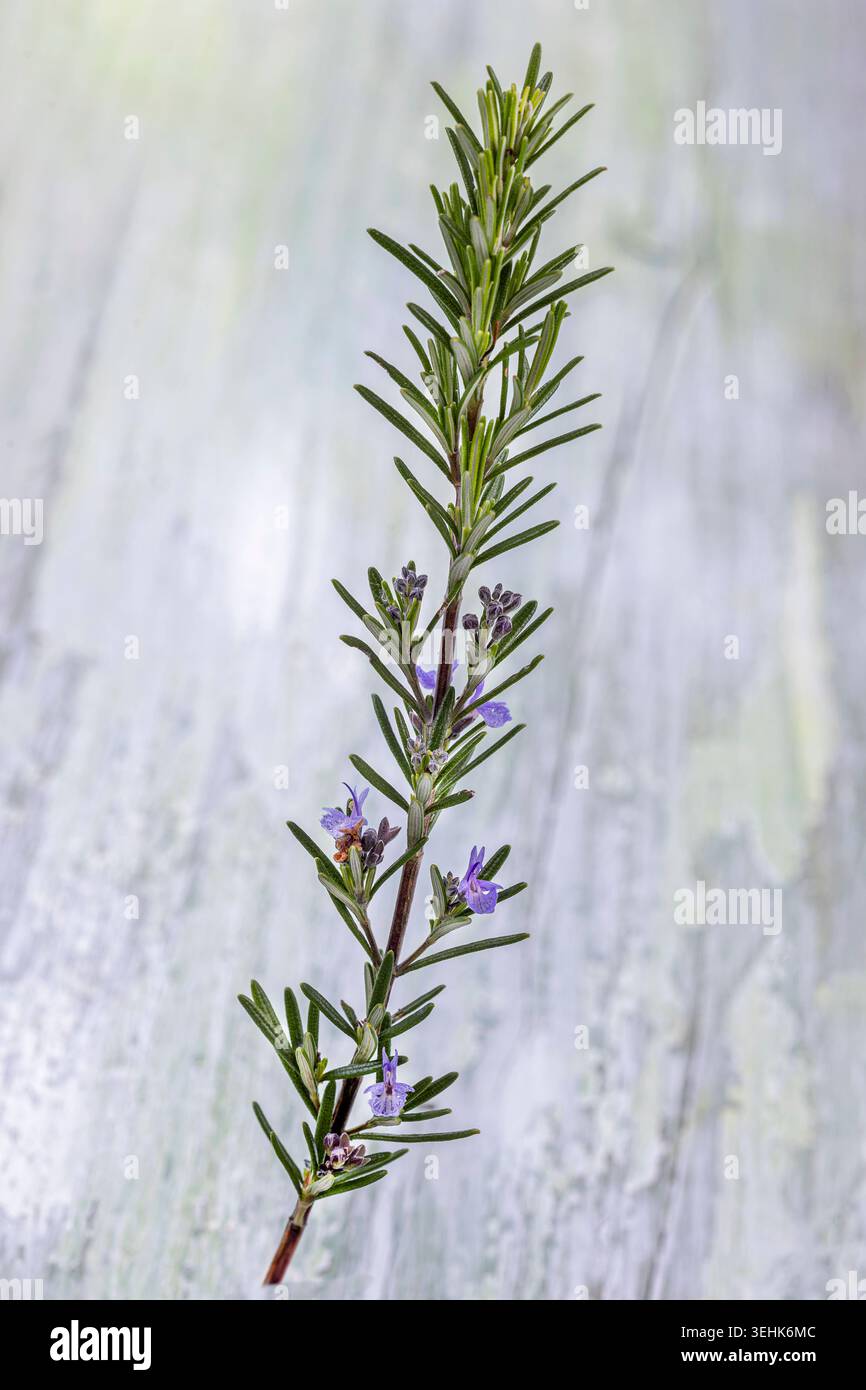 A sprig of rosemary Salvia rosmarinus features linear green leaves and ...