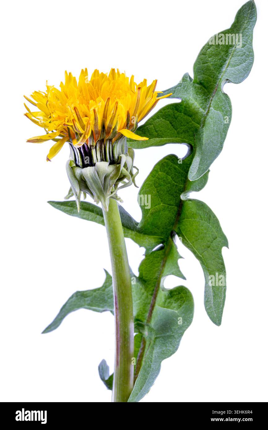 A common dandelion Taraxacum officinale featuring a yellow flower head ...