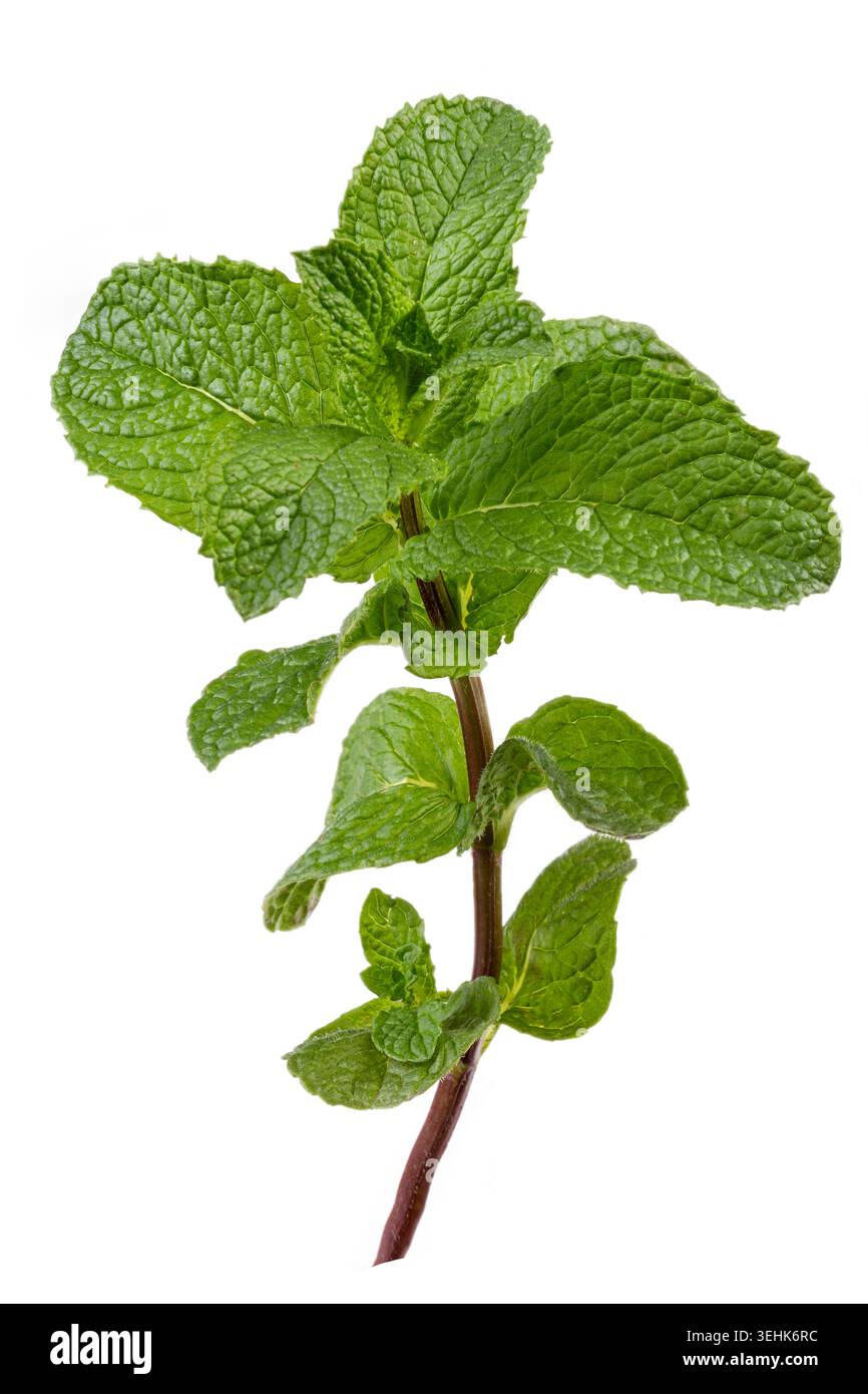 A sprig of mint Mentha with green, textured leaves and a dark purple ...