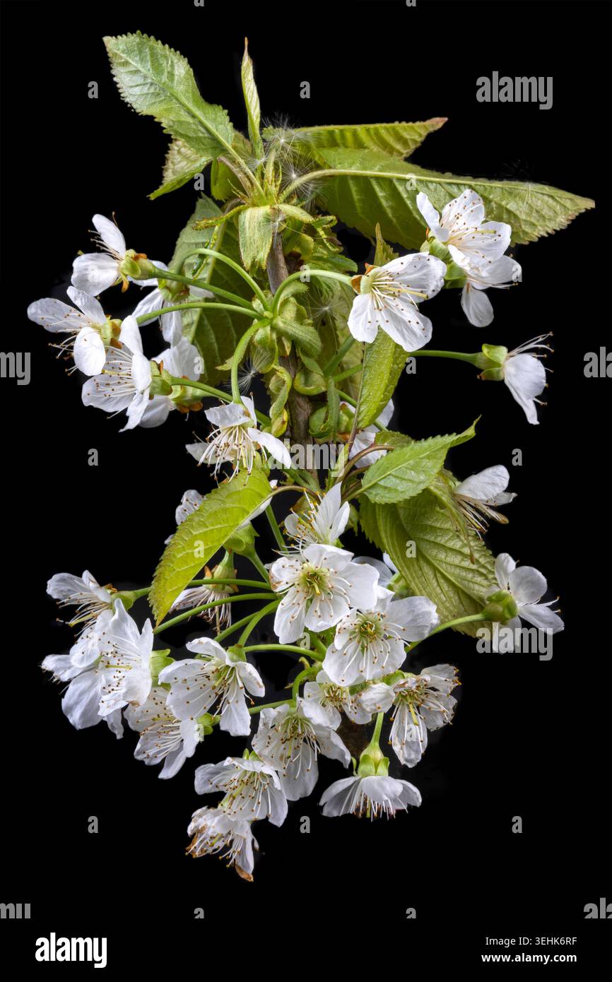 A branch of sweet cherry Prunus avium features white flowers with ...