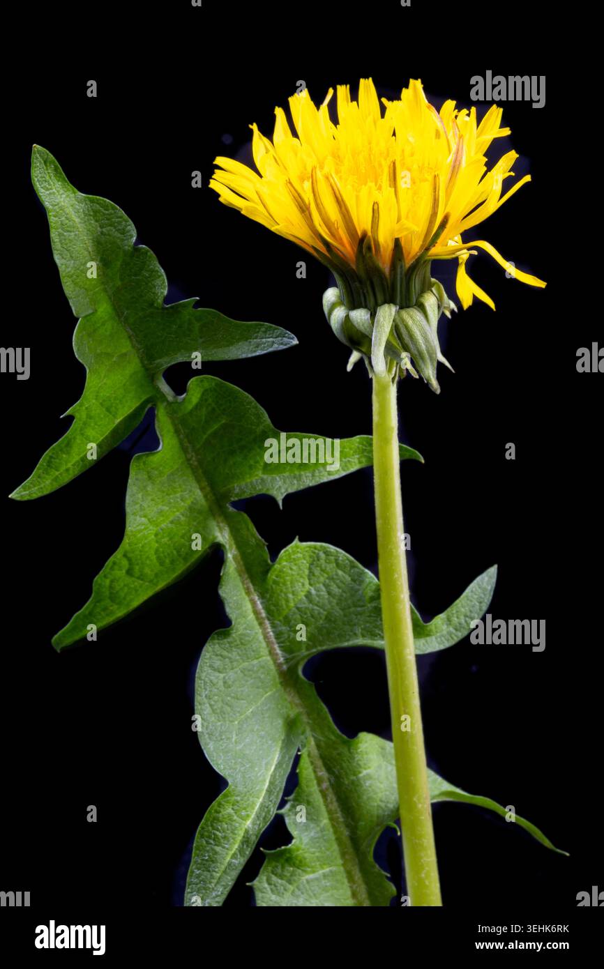 A common dandelion Taraxacum officinale featuring a yellow flower head ...