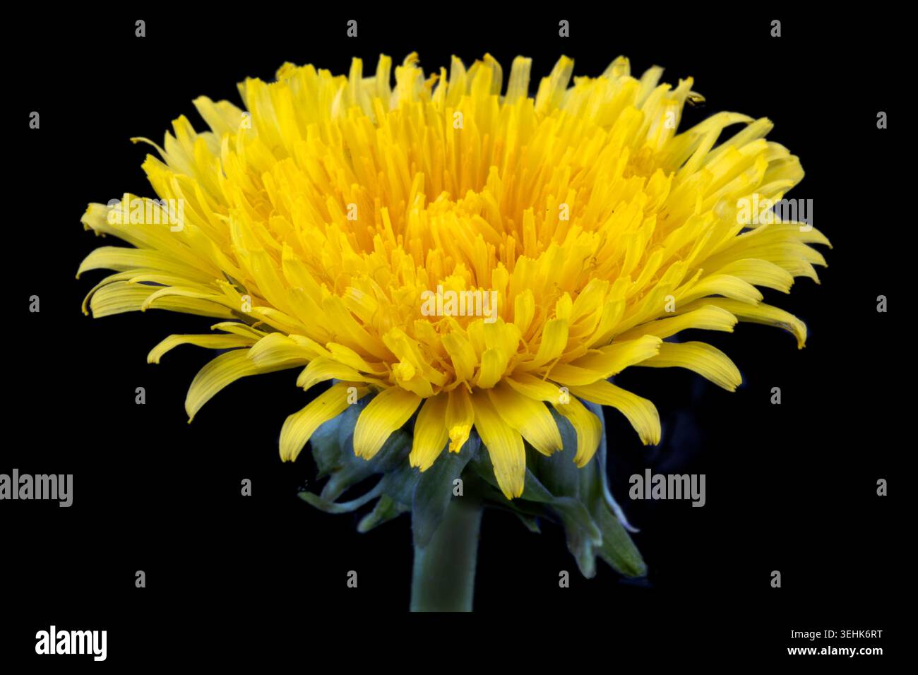 A close-up image shows a yellow dandelion Taraxacum officinale flower ...