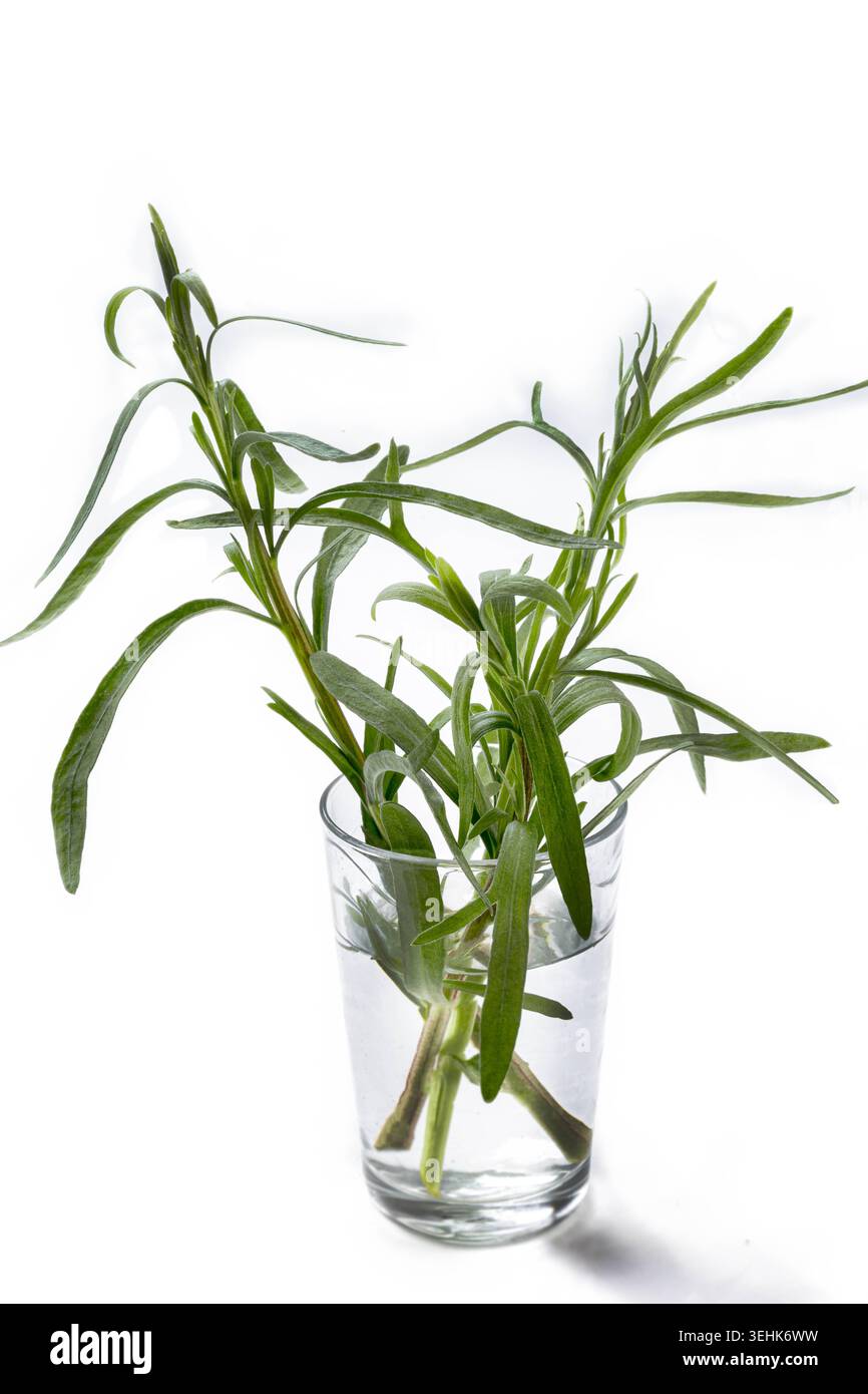 Several stems of rosemary Salvia rosmarinus with green, linear leaves ...