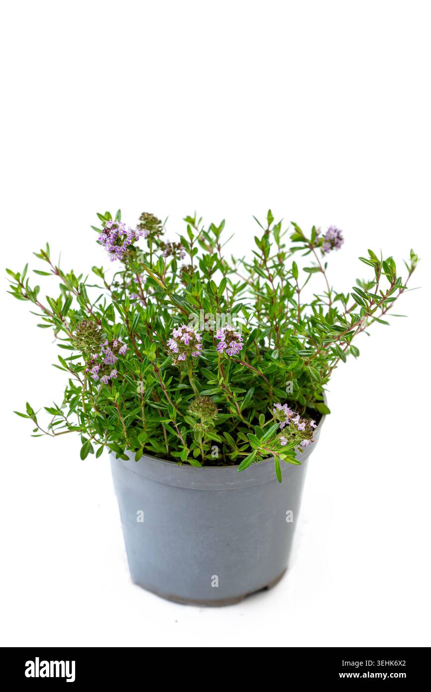 A thyme Thymus vulgaris plant with small green leaves and purple ...