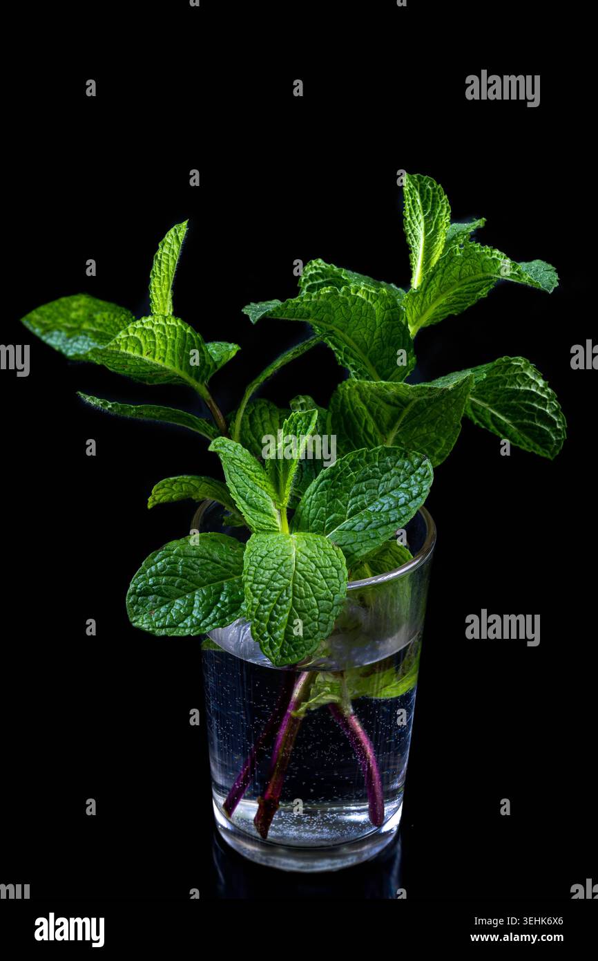 Several stems of mint Mentha with green, textured leaves are placed in ...
