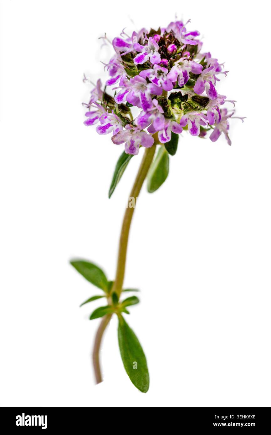 A wild thyme Thymus polytrichus specimen with a green stem, small oval ...