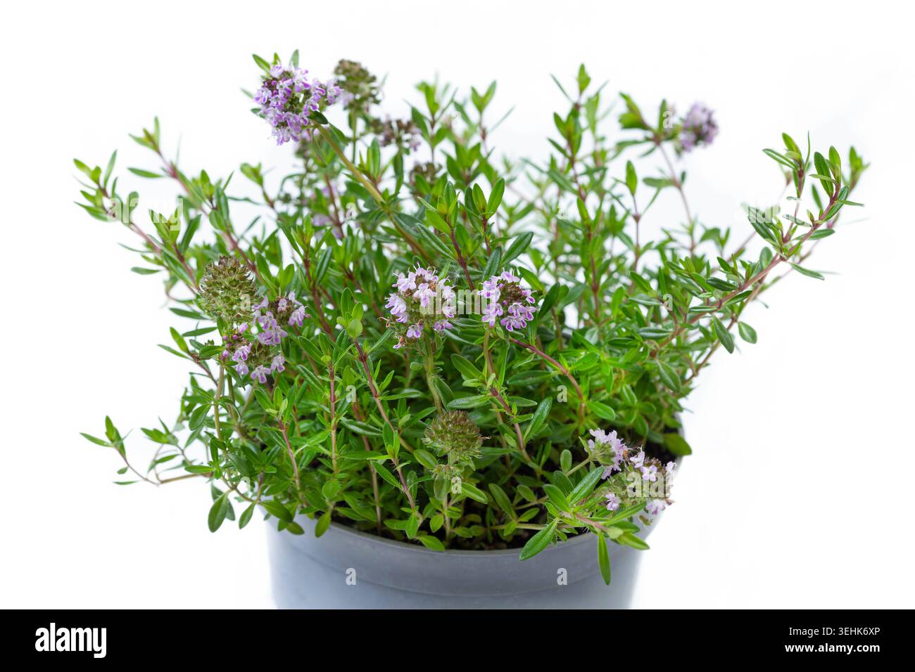 A thyme Thymus vulgaris plant with small green leaves and purple ...