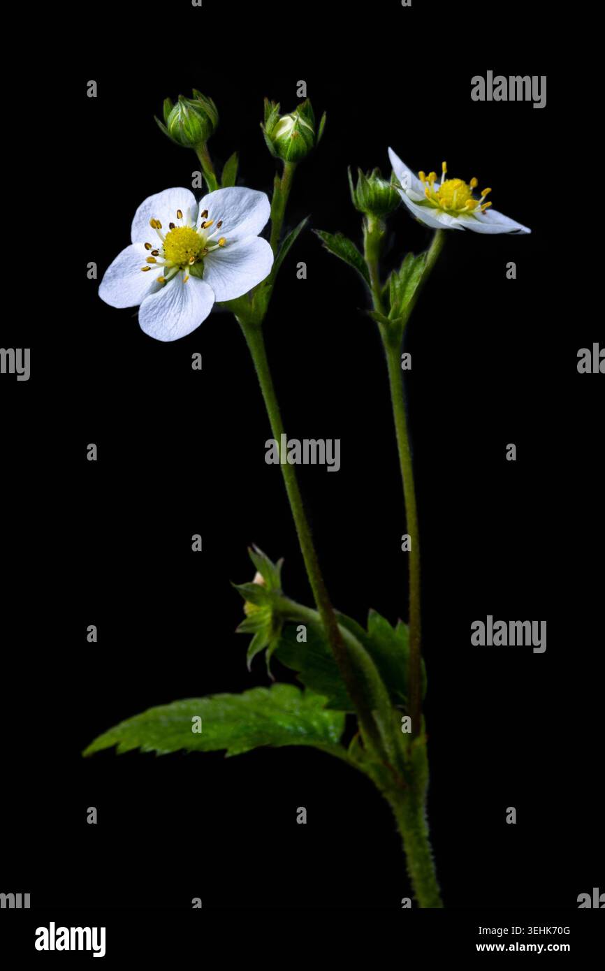 A strawberry Fragaria plant with two open white flowers, three closed ...