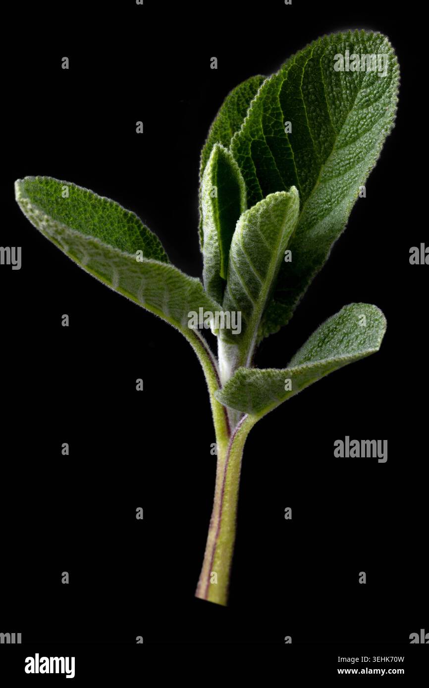 A stem and several textured, green leaves of common sage Salvia ...