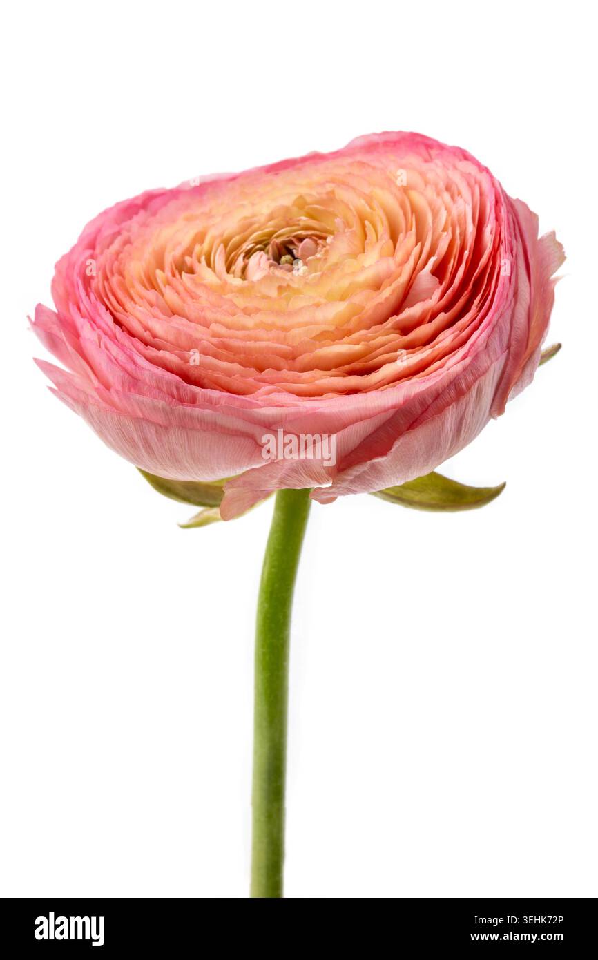A single Persian buttercup Ranunculus asiaticus flower with pink and ...