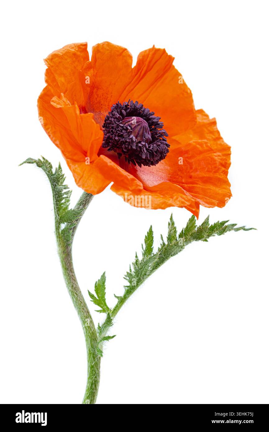 A single orange poppy Papaver rhoeas flower with a dark purple center ...