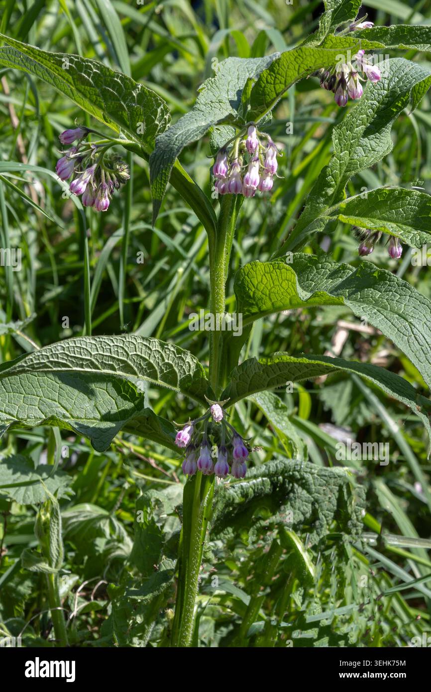 A comfrey Symphytum officinale plant with hairy green leaves and ...