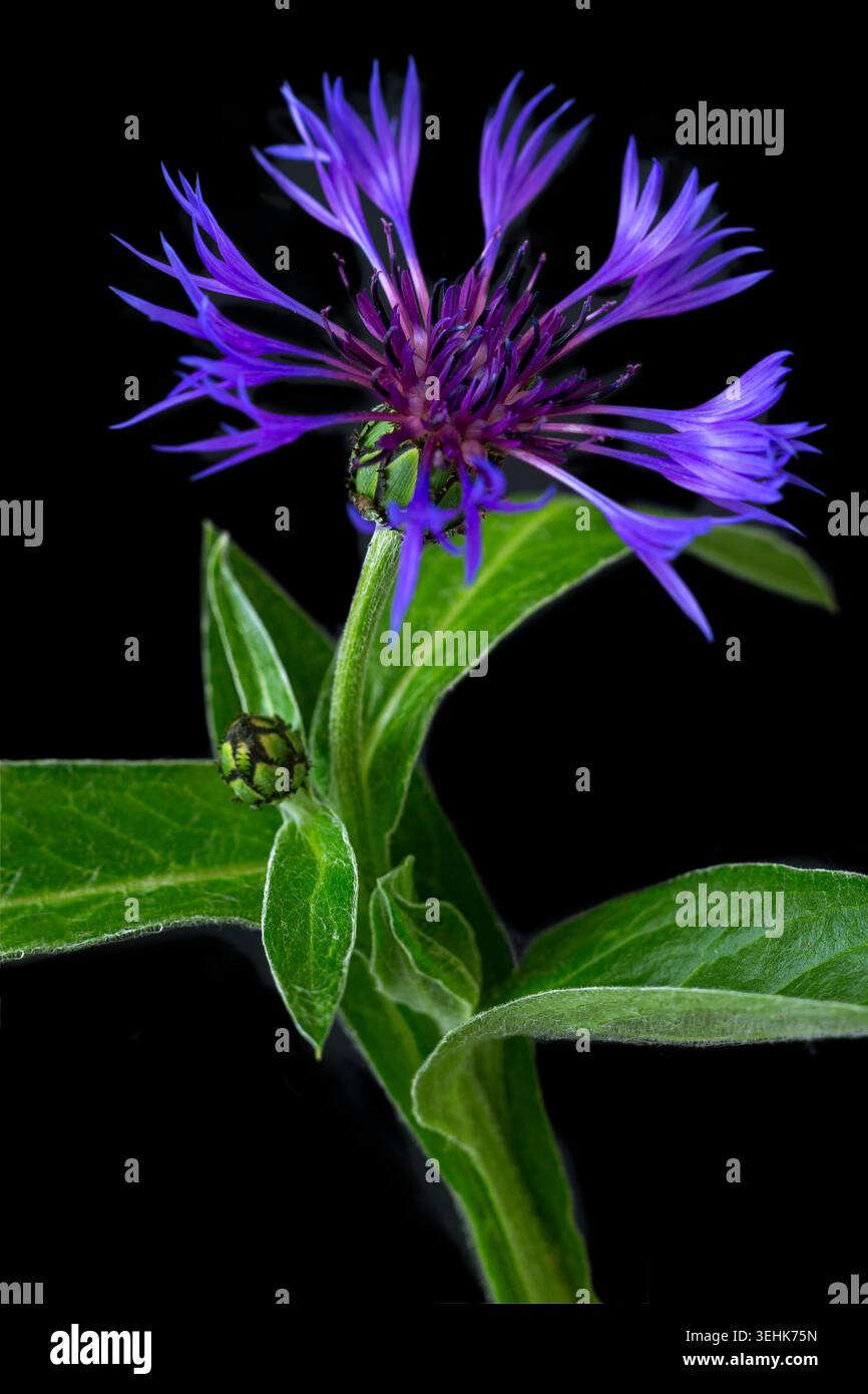 A cornflower Centaurea cyanus features a purple flower head, a green ...