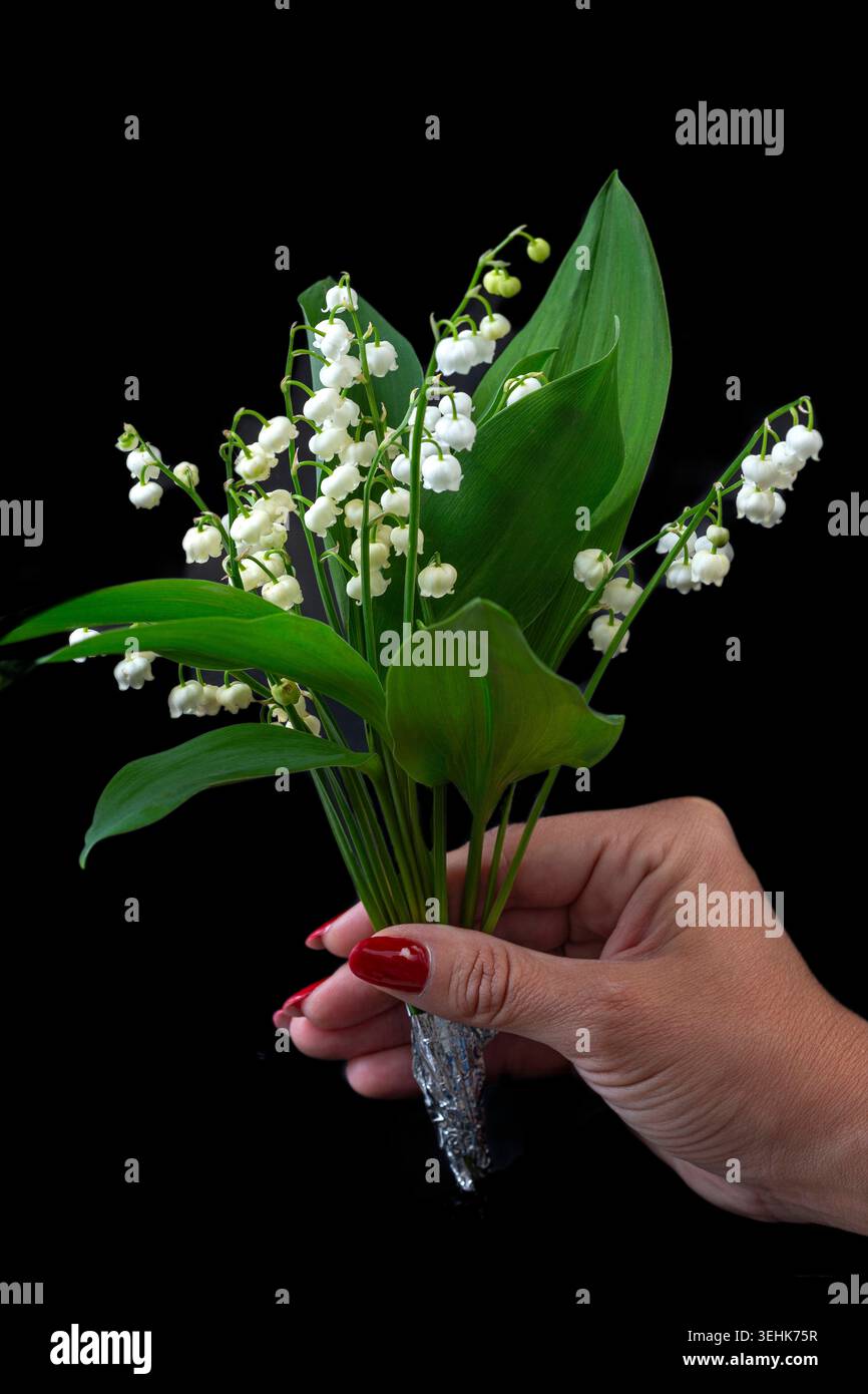 A hand with red nails holds a bouquet of lily of the valley Convallaria ...