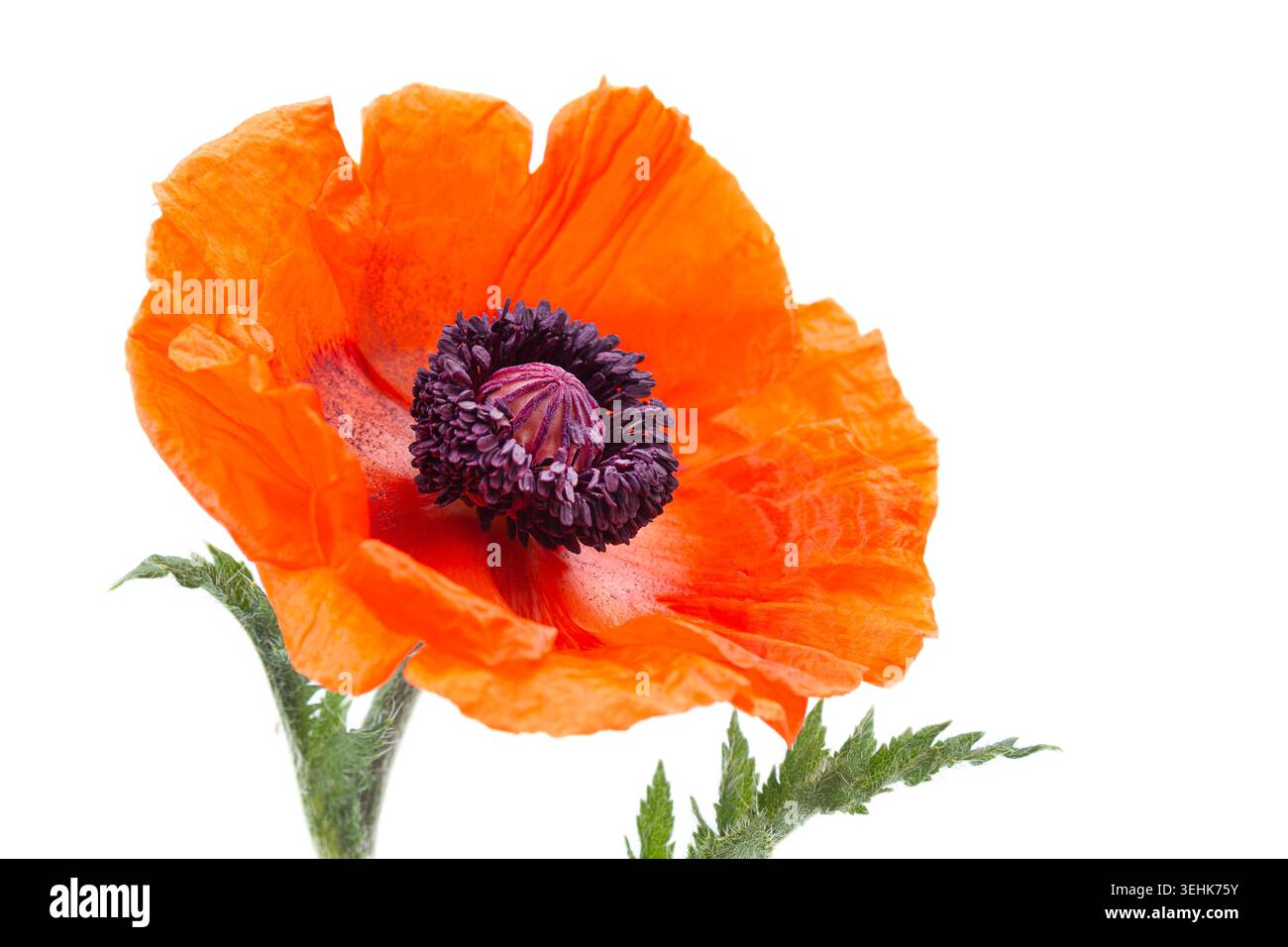 An orange poppy Papaver rhoeas with a dark purple center, featuring a ...
