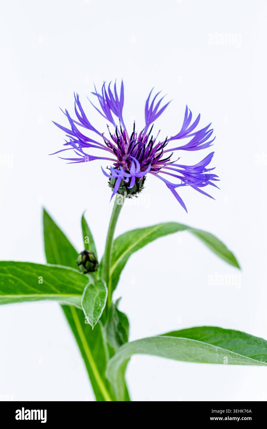 A cornflower Centaurea cyanus with a purple flower head, a closed bud ...