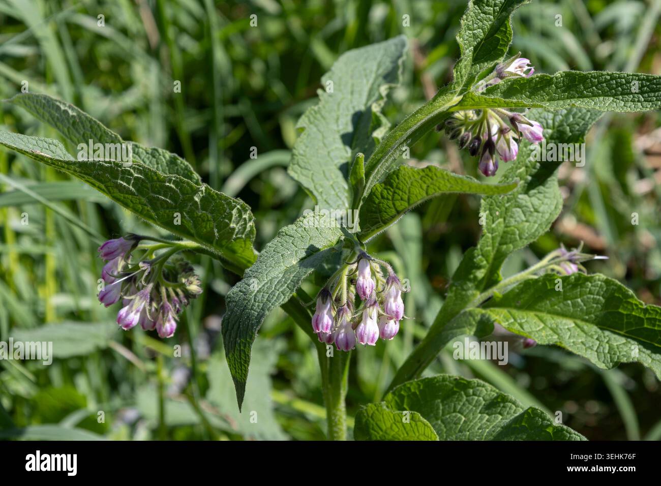 Comfrey Symphytum officinale with hairy green leaves and clusters of ...