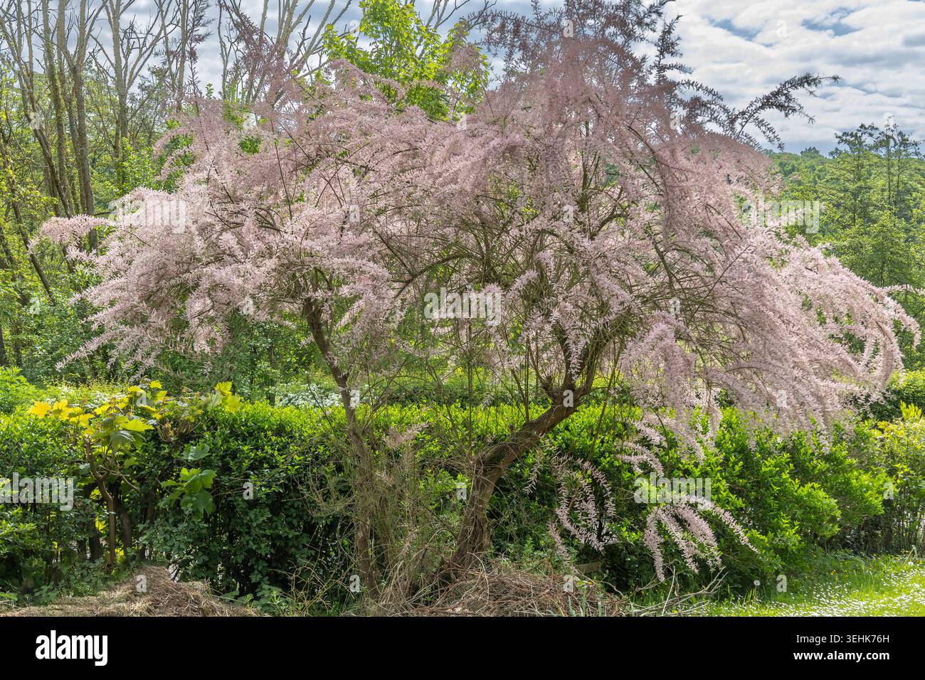 A tamarisk Tamarix with pink flowers stands before a green hedge and a ...