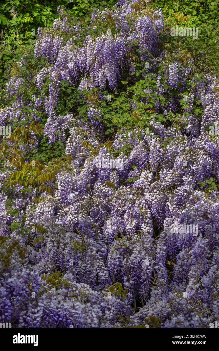 A dense growth of Wisteria Wisteria sinensis with drooping purple and ...