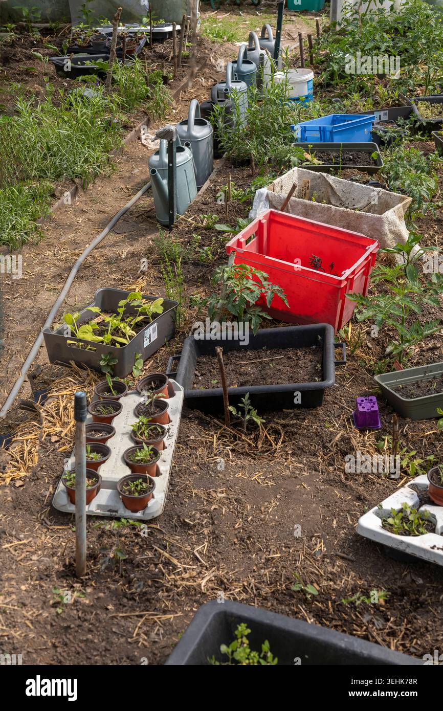 This agricultural scene contains several watering cans, plastic ...