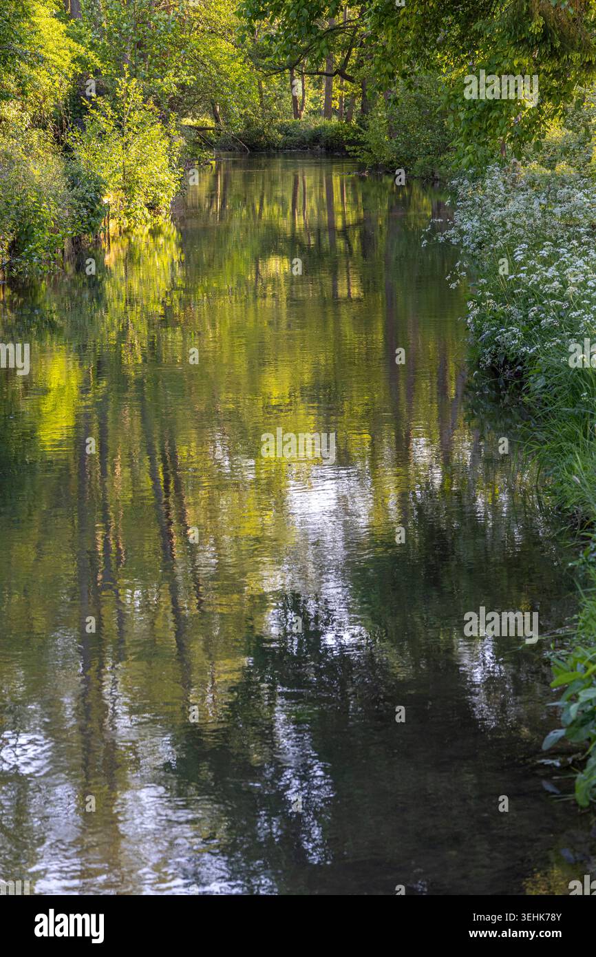 A river flows through a wooded area, reflecting the surrounding green ...