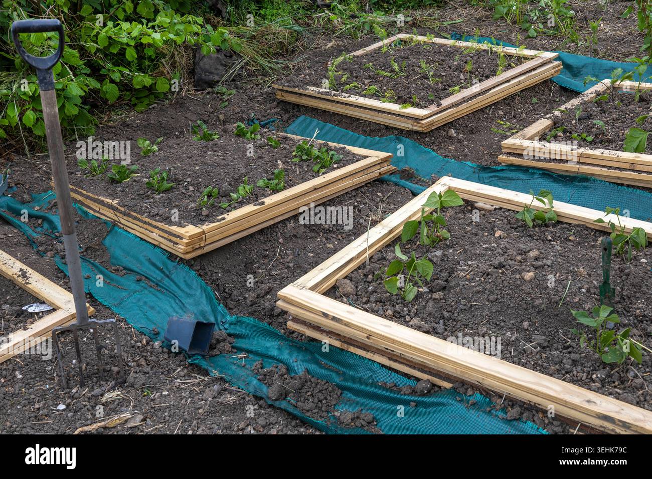 Wooden raised garden beds contain young plants and soil. A garden fork ...