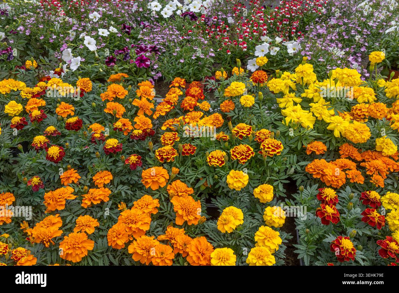 Yellow, orange, and red Marigolds Tagetes in the foreground, with white ...