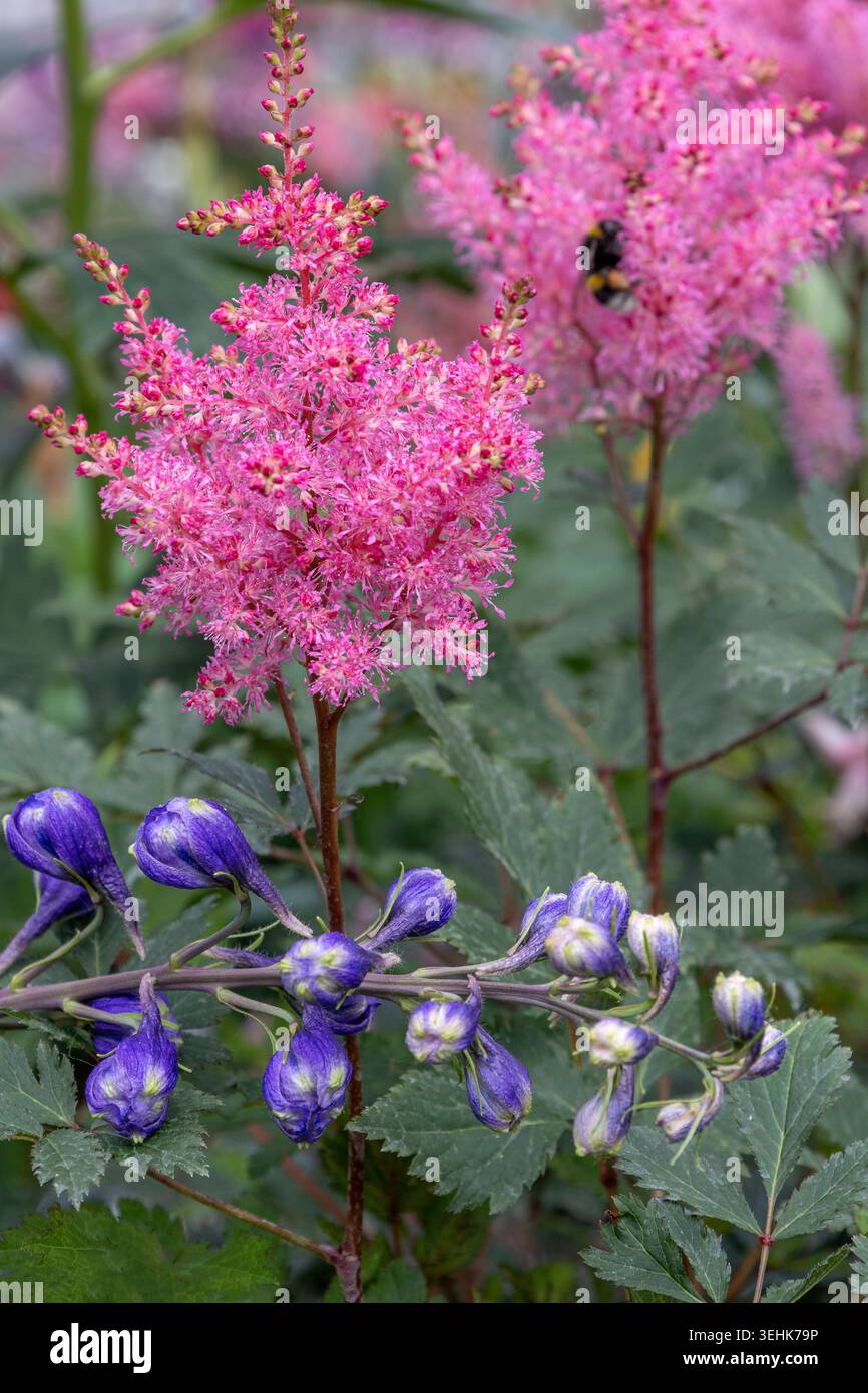 Pink Astilbe flowers and blue Monkshood Aconitum buds. A bumblebee is ...