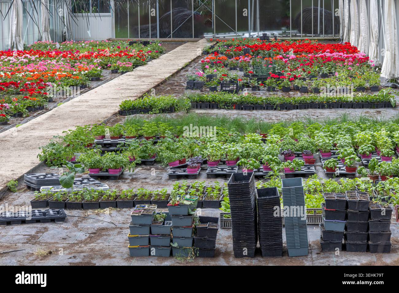 A greenhouse contains rows of flowering plants and herbs in plastic ...