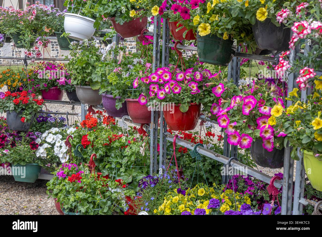 Hanging pots on a metal rack contain Petunias Petunia and Geraniums ...
