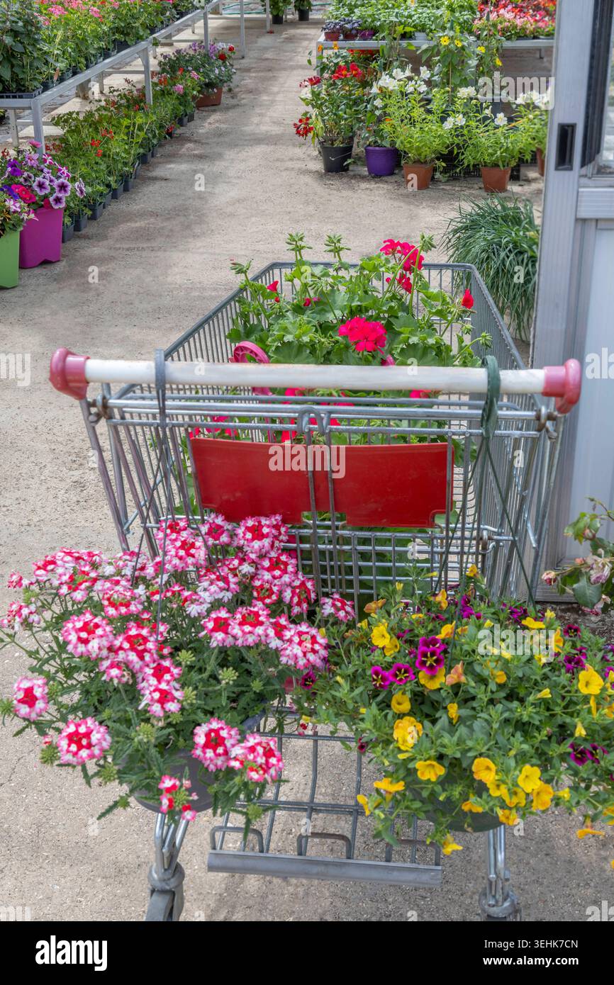 A shopping cart contains red geraniums Pelargonium. Two hanging baskets ...