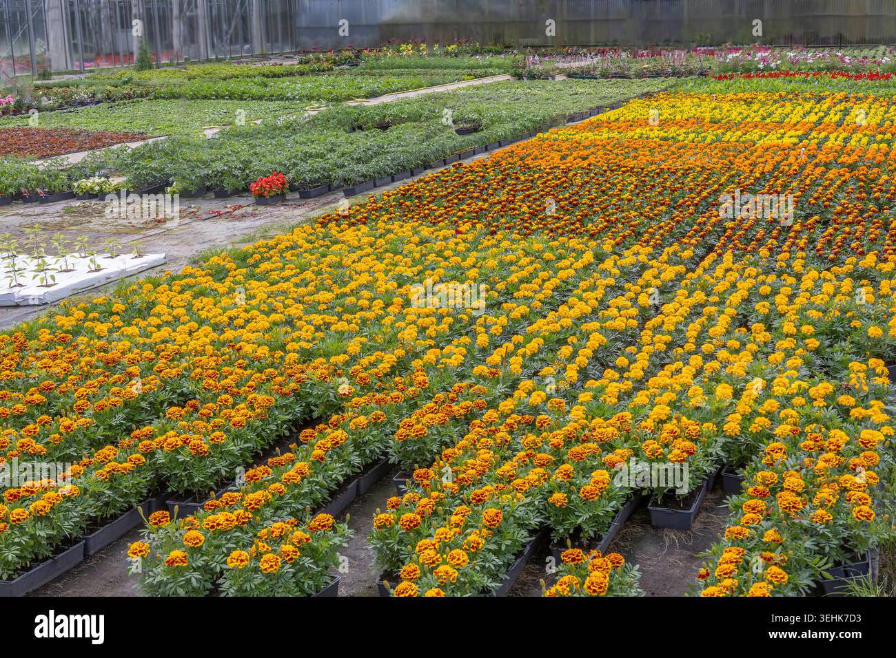 Rows of yellow and orange marigolds in black plastic trays occupy a ...