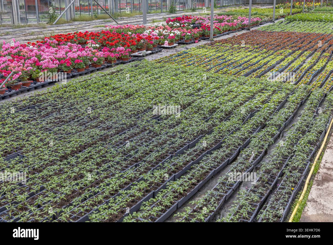A greenhouse contains rows of young green seedlings in black plastic ...