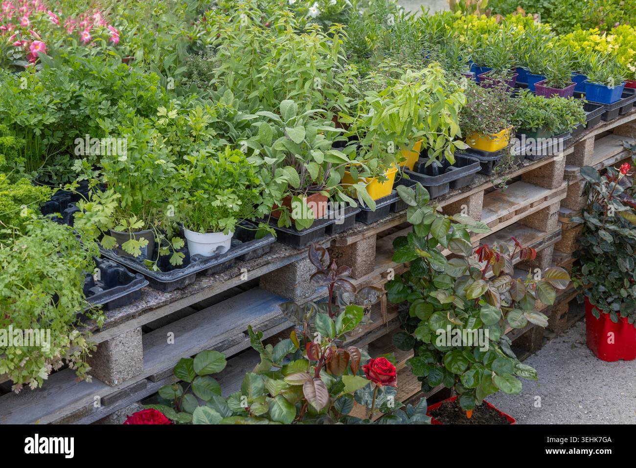 Potted parsley, sage, and roses are arranged on wooden pallets. Other ...