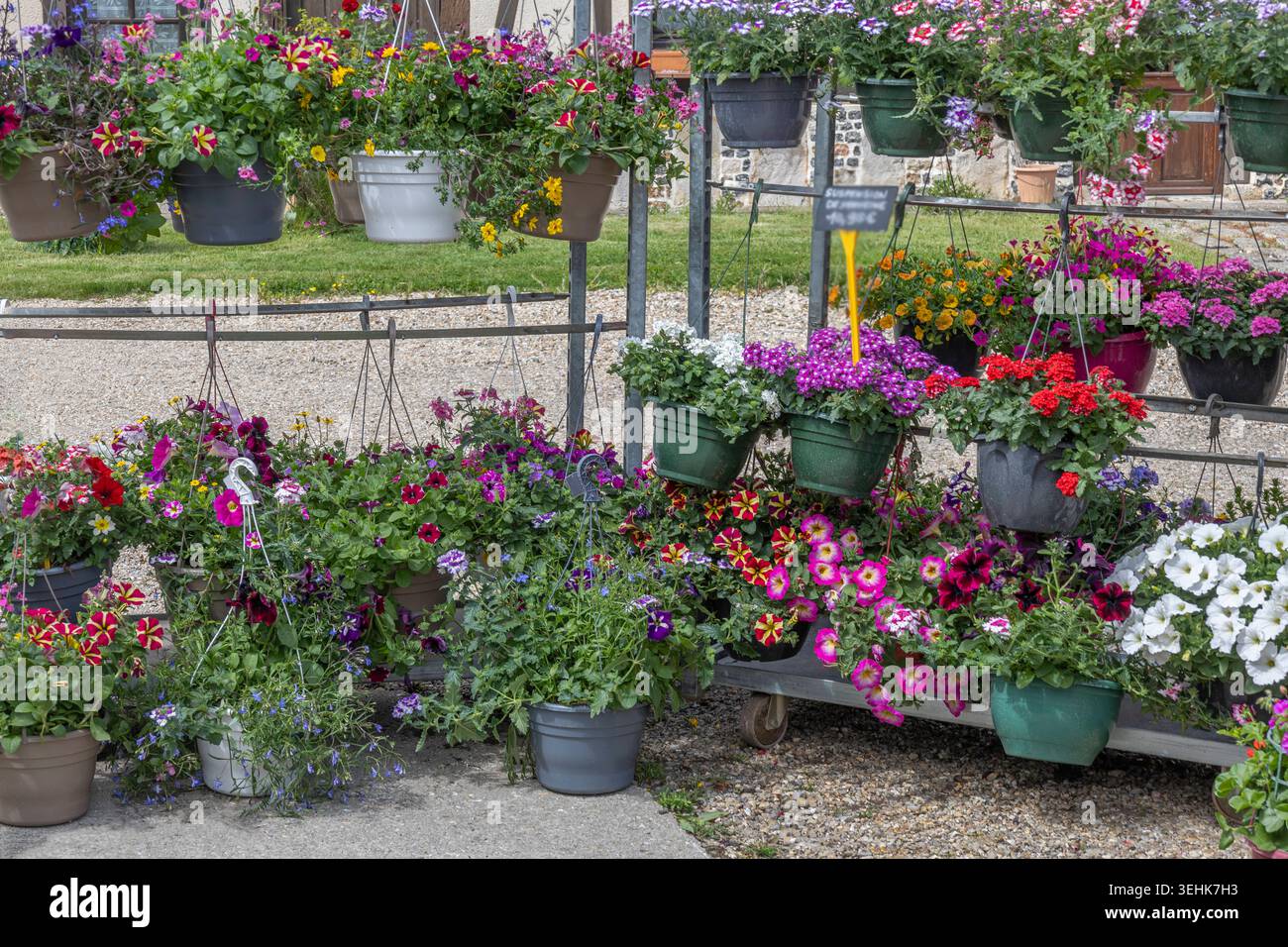 Various colored petunias Petunia and verbena Verbena planted in plastic ...