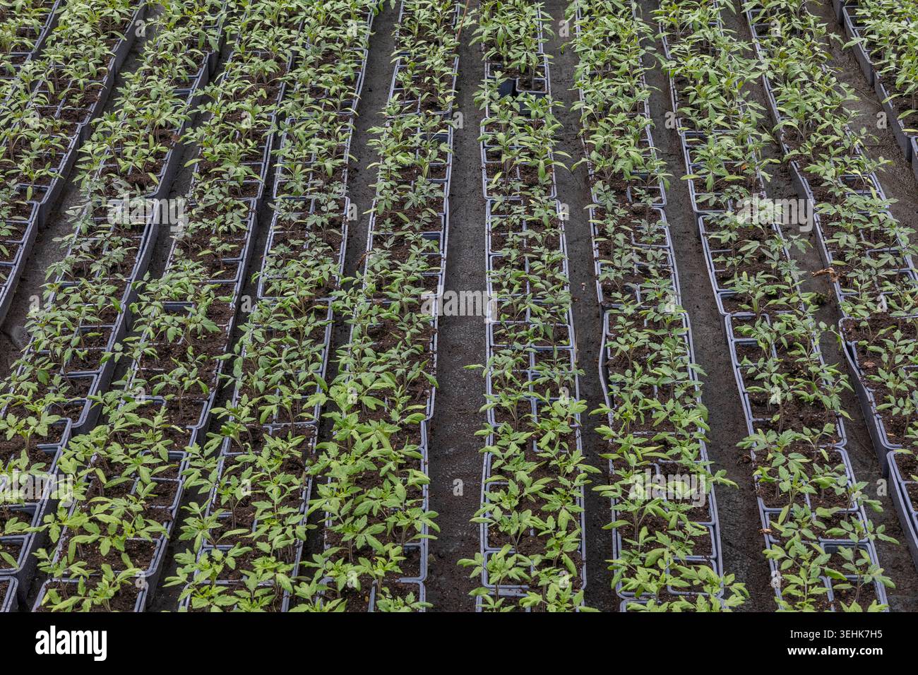 Rows of tomato seedlings grow in black plastic plug trays arranged on a ...